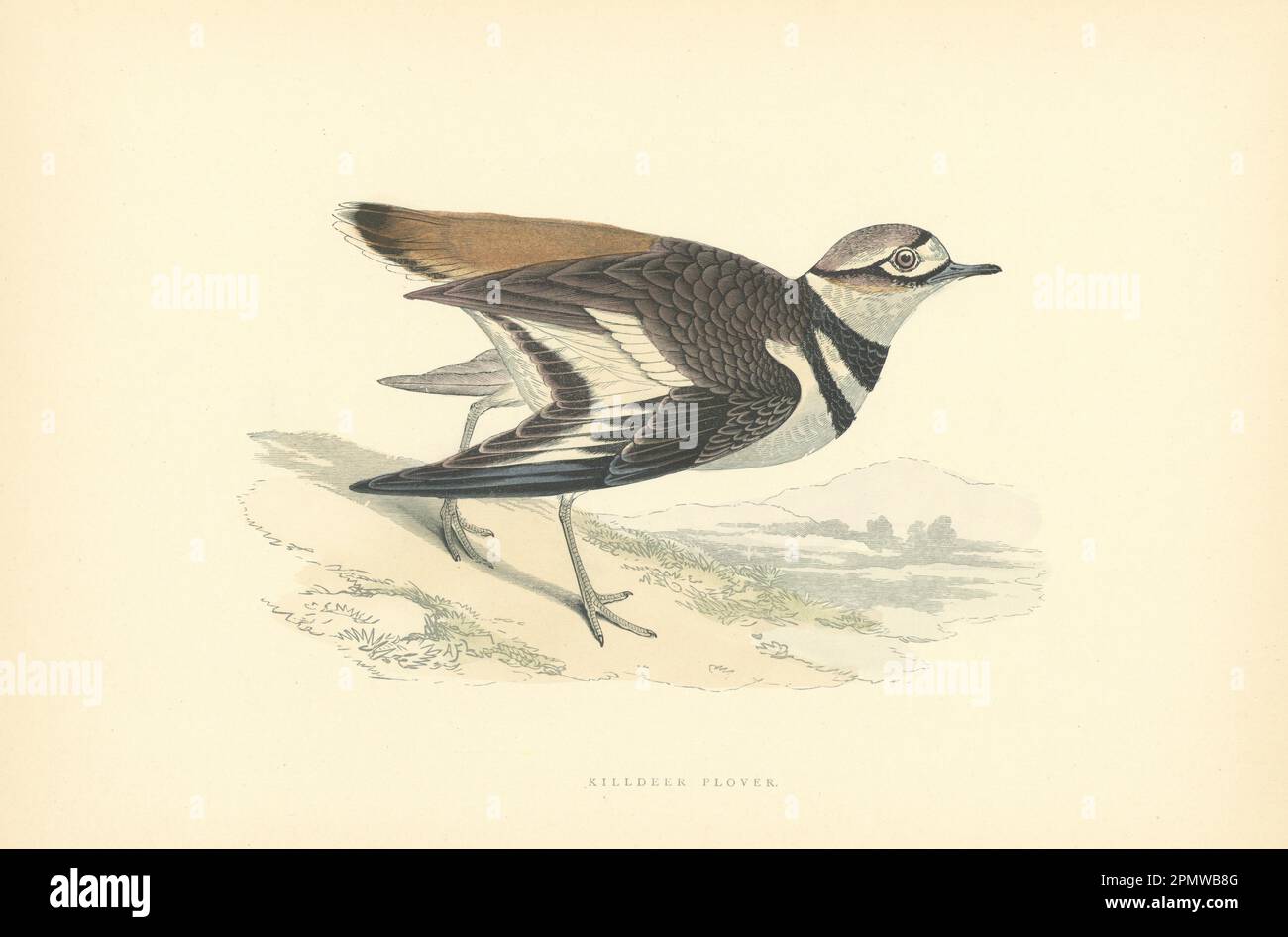 Killdeer Plover. Morris's British Birds. Antique colour print 1903 old ...