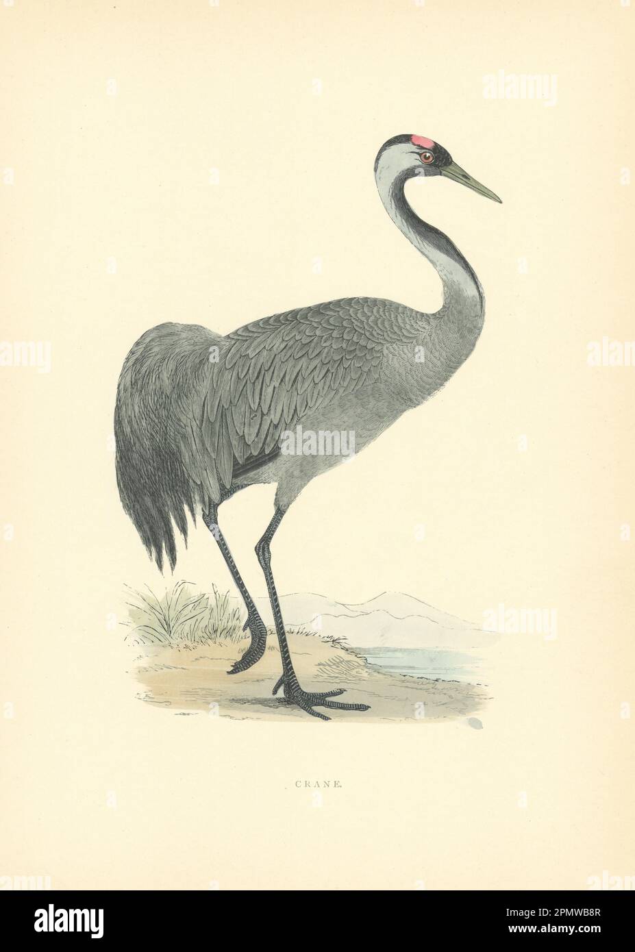 Crane. Morris's British Birds. Antique colour print 1903 old Stock ...