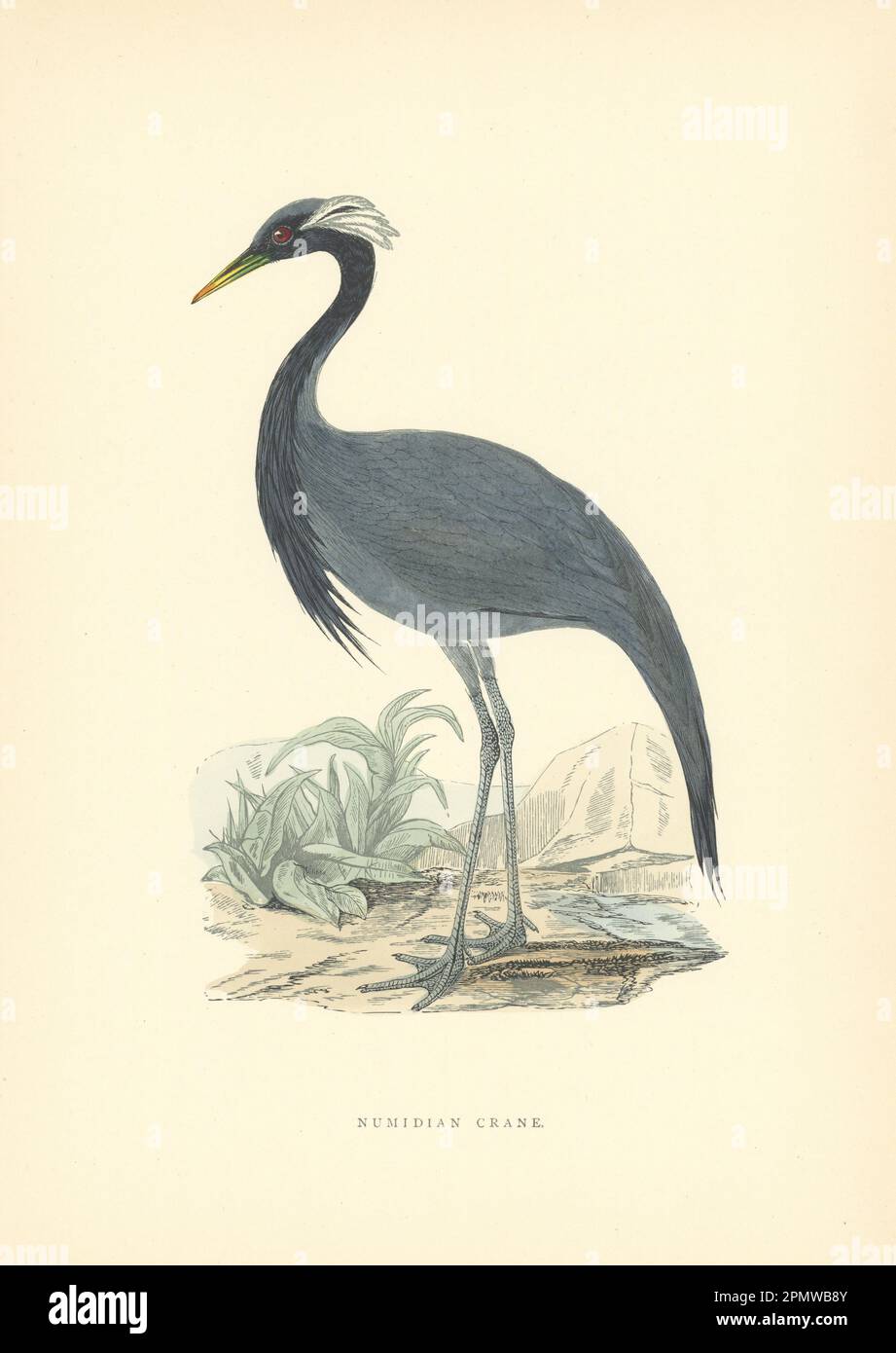 Numidian Crane. Morris's British Birds. Antique colour print 1903 old ...