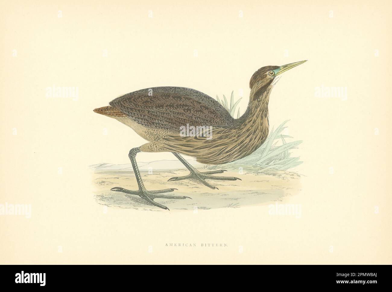 Bittern birds hi-res stock photography and images - Alamy