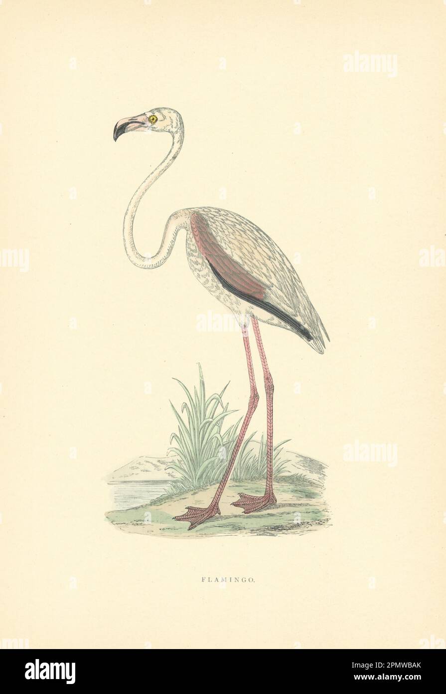 Flamingo. Morris's British Birds. Antique colour print 1903 old Stock ...