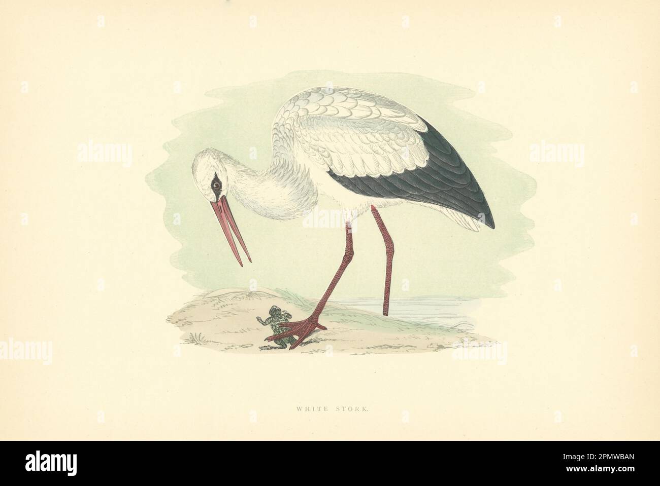 White Stork. Morris's British Birds. Antique colour print 1903 old ...