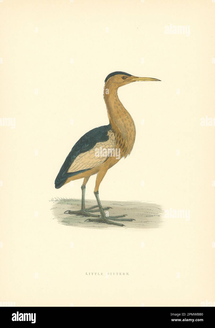 Little Bittern. Morris's British Birds. Antique colour print 1903 old ...