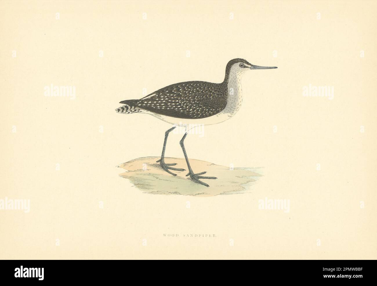 Wood Sandpiper. Morris's British Birds. Antique colour print 1903 old ...