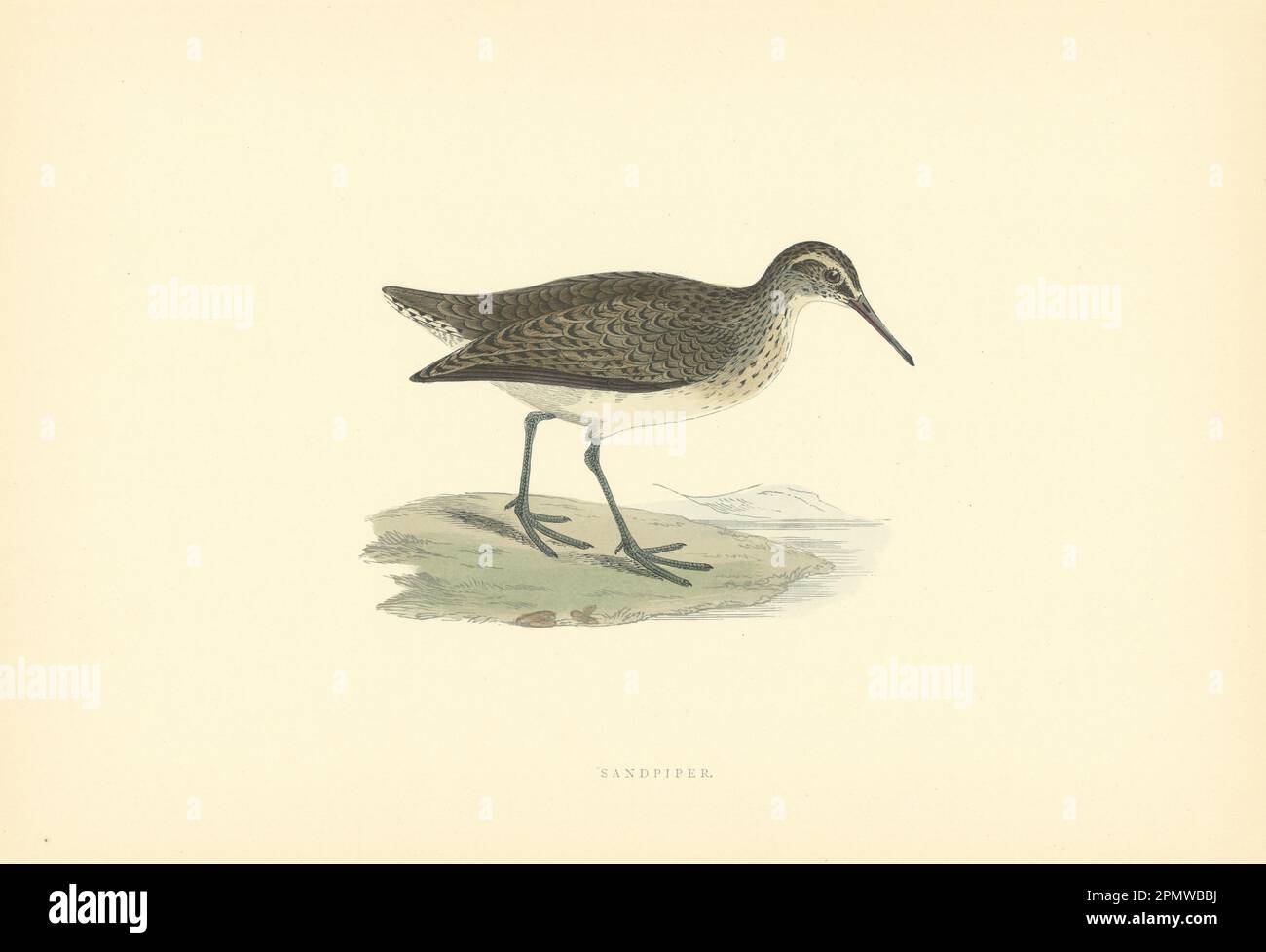 Common Sandpiper. Morris's British Birds. Antique colour print 1903 old ...