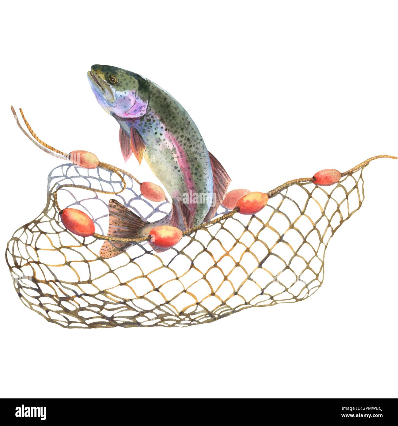 Hand drawn watercolor illustration, fishing net and trouts, seine ...