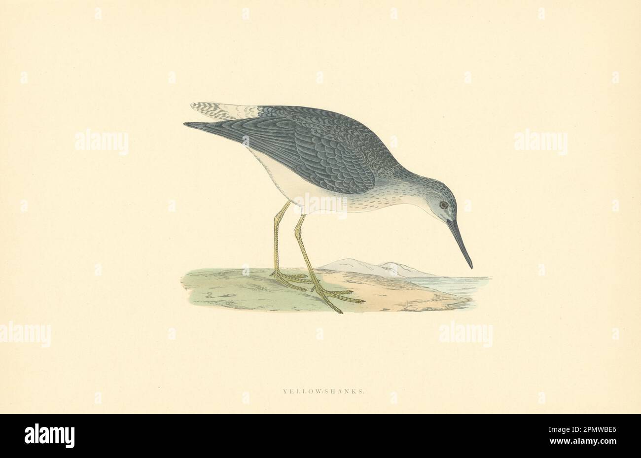 Yellow-Shanks. Morris's British Birds. Antique colour print 1903 old ...