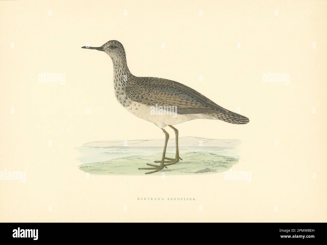 Bartram's Sandpiper. Morris's British Birds. Antique colour print 1903 ...
