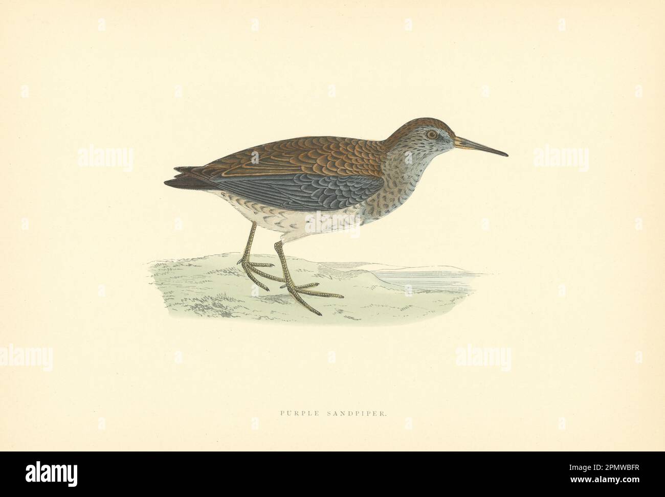 Purple sandpiper birds hi-res stock photography and images - Alamy