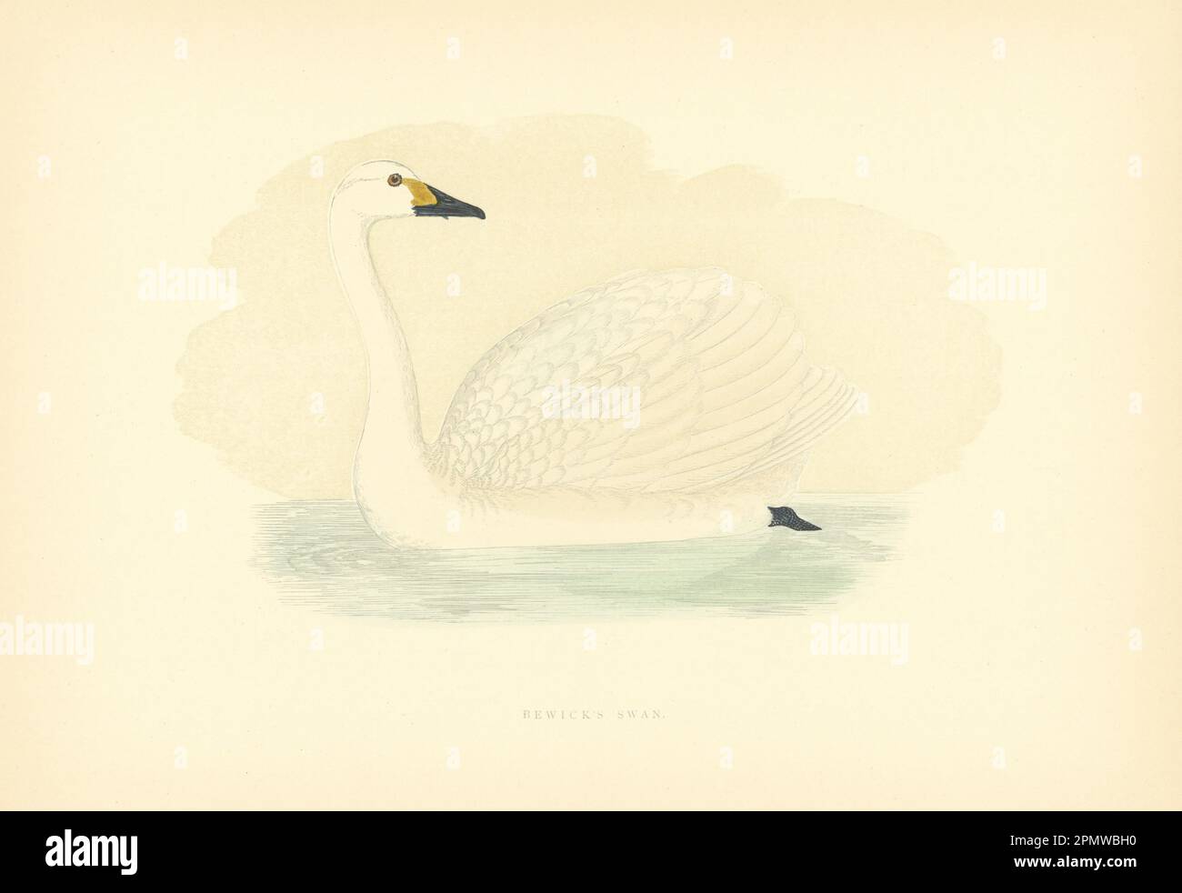 Bewick's Swan. Morris's British Birds. Antique colour print 1903 old ...