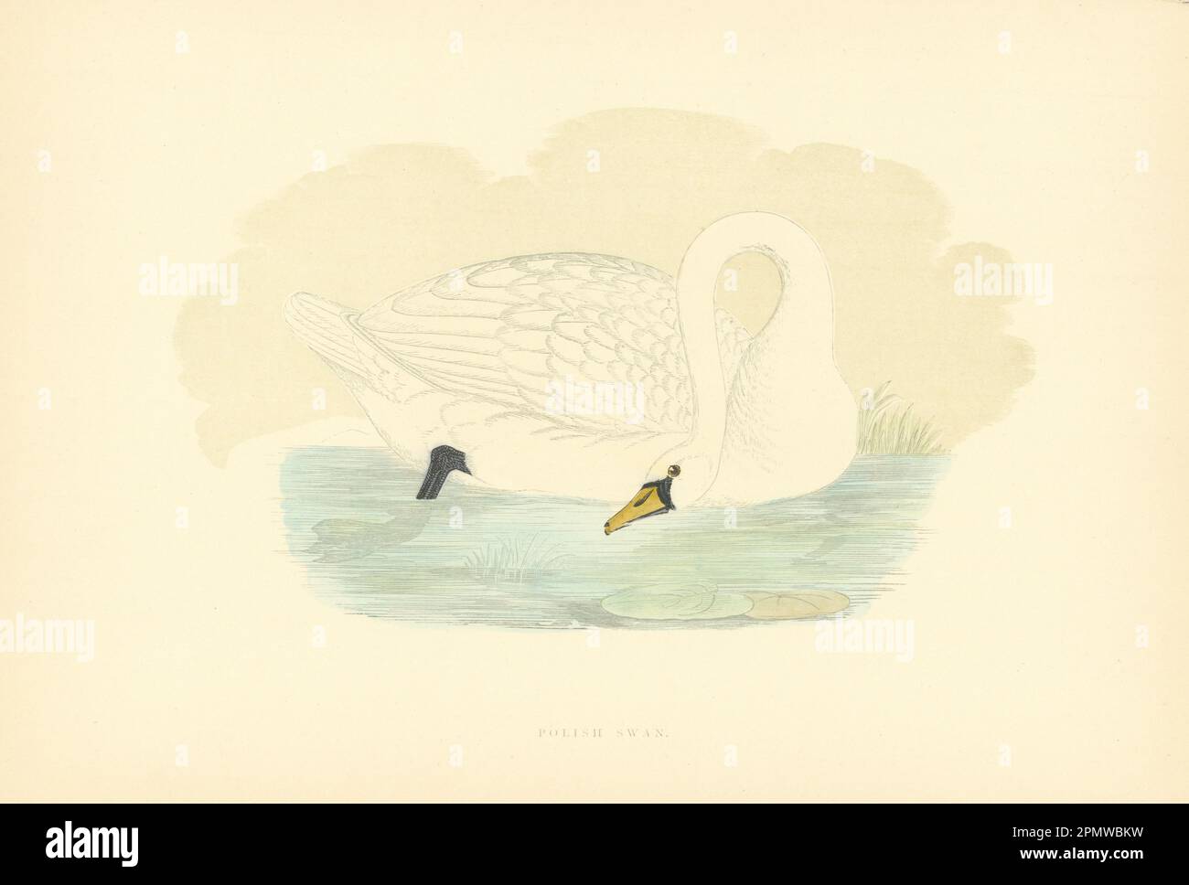 Polish Swan. Morris's British Birds. Antique colour print 1903 old ...