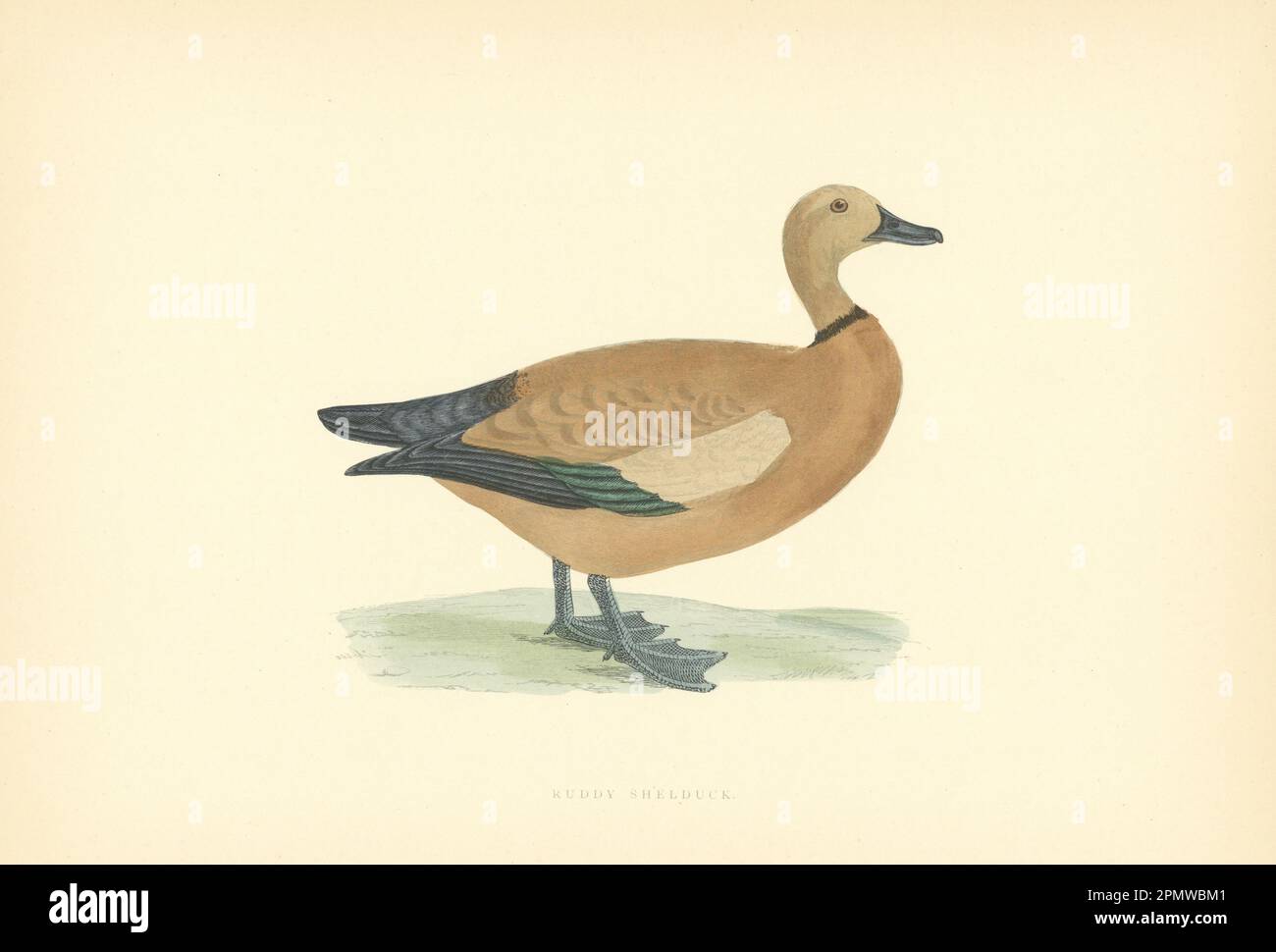 Ruddy Shelduck. Morris's British Birds. Antique colour print 1903 old ...