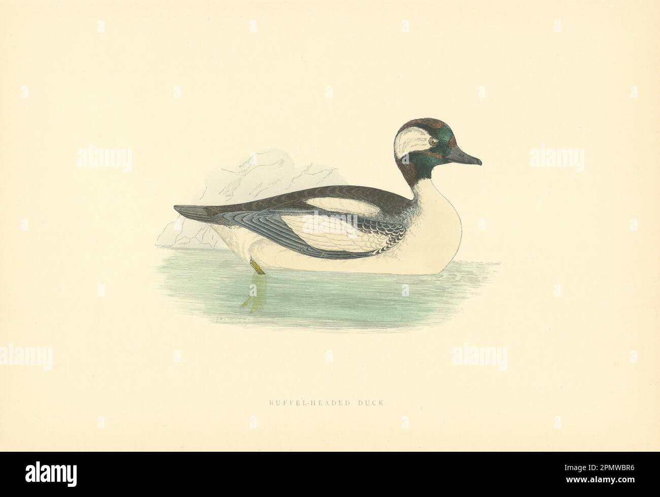 Buffel-headed Duck. Morris's British Birds. Antique colour print 1903 ...