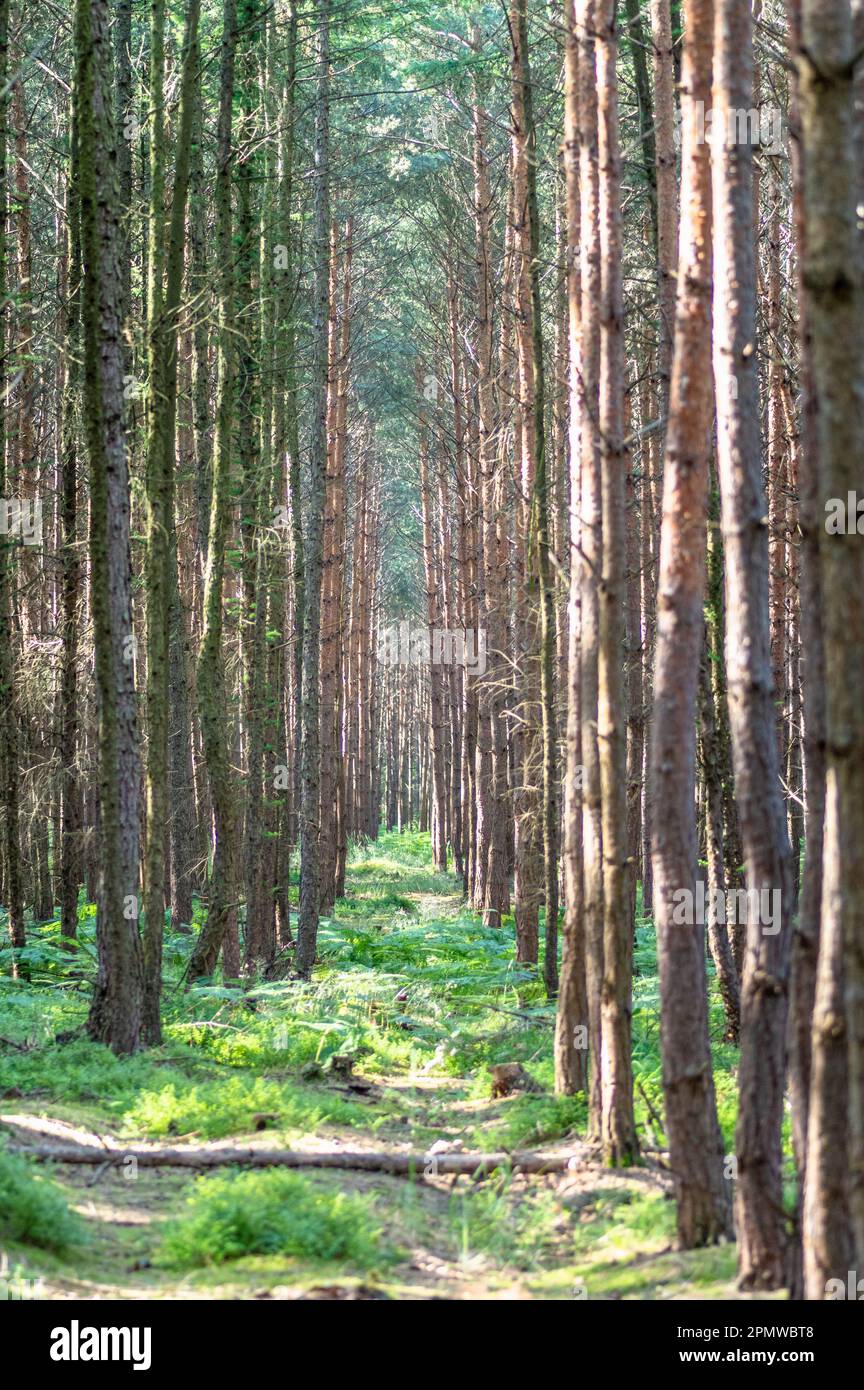 A scenic view of a straight trail in a lush forest, with tall trees ...