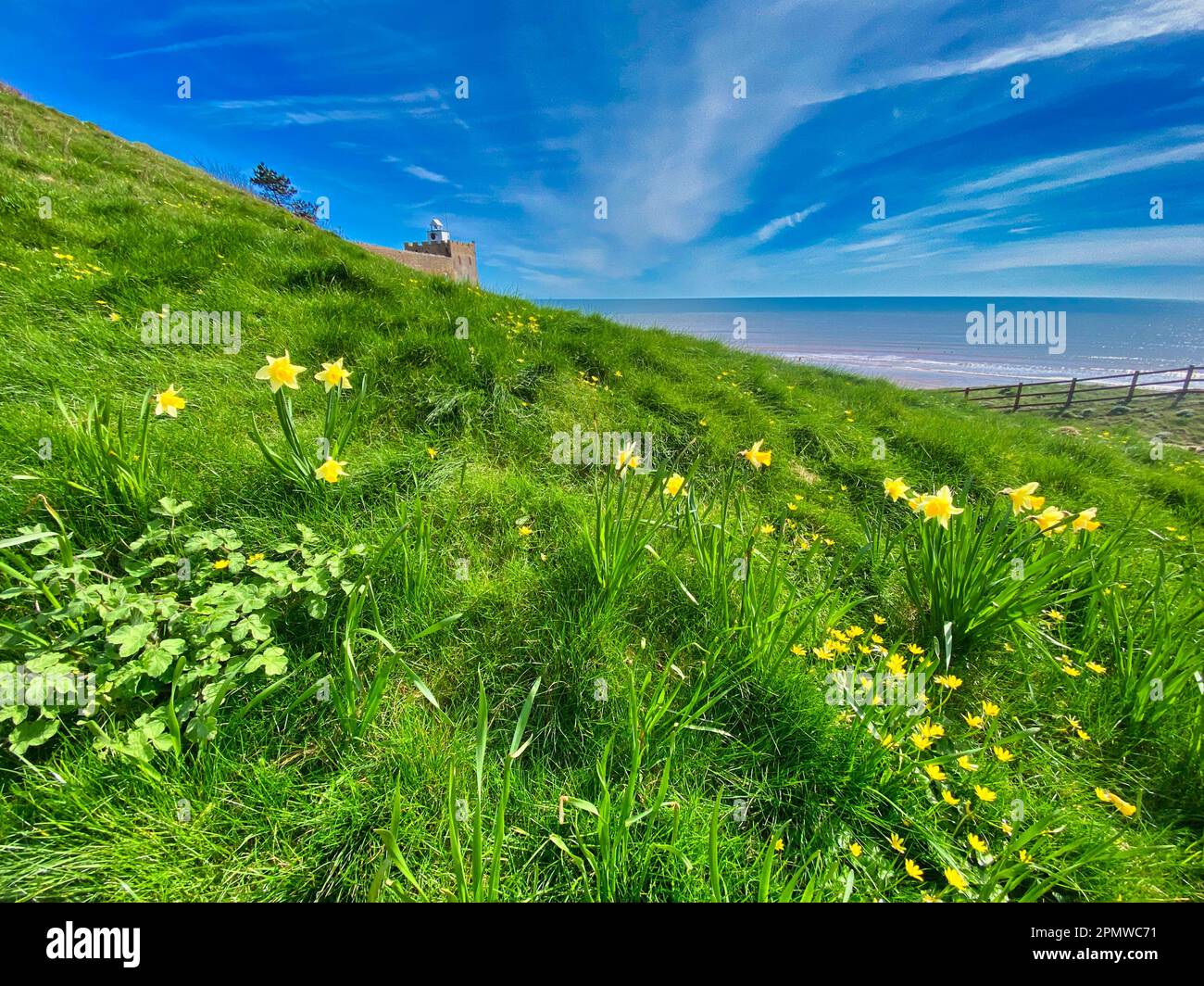 Daffodils at Jacob's Ladder beach in Sidmouth Stock Photo - Alamy