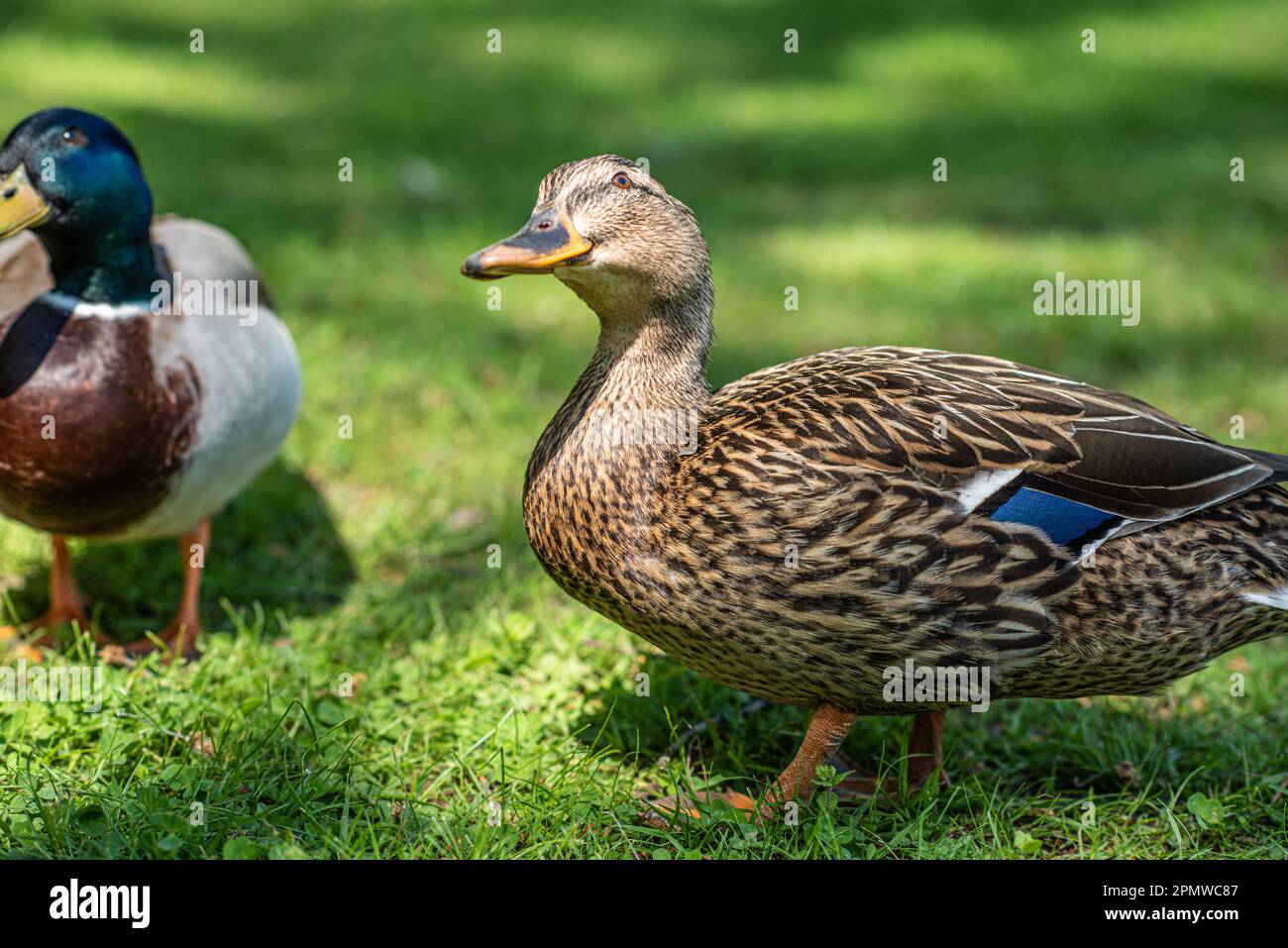 Two ducks pond white red hi-res stock photography and images - Alamy