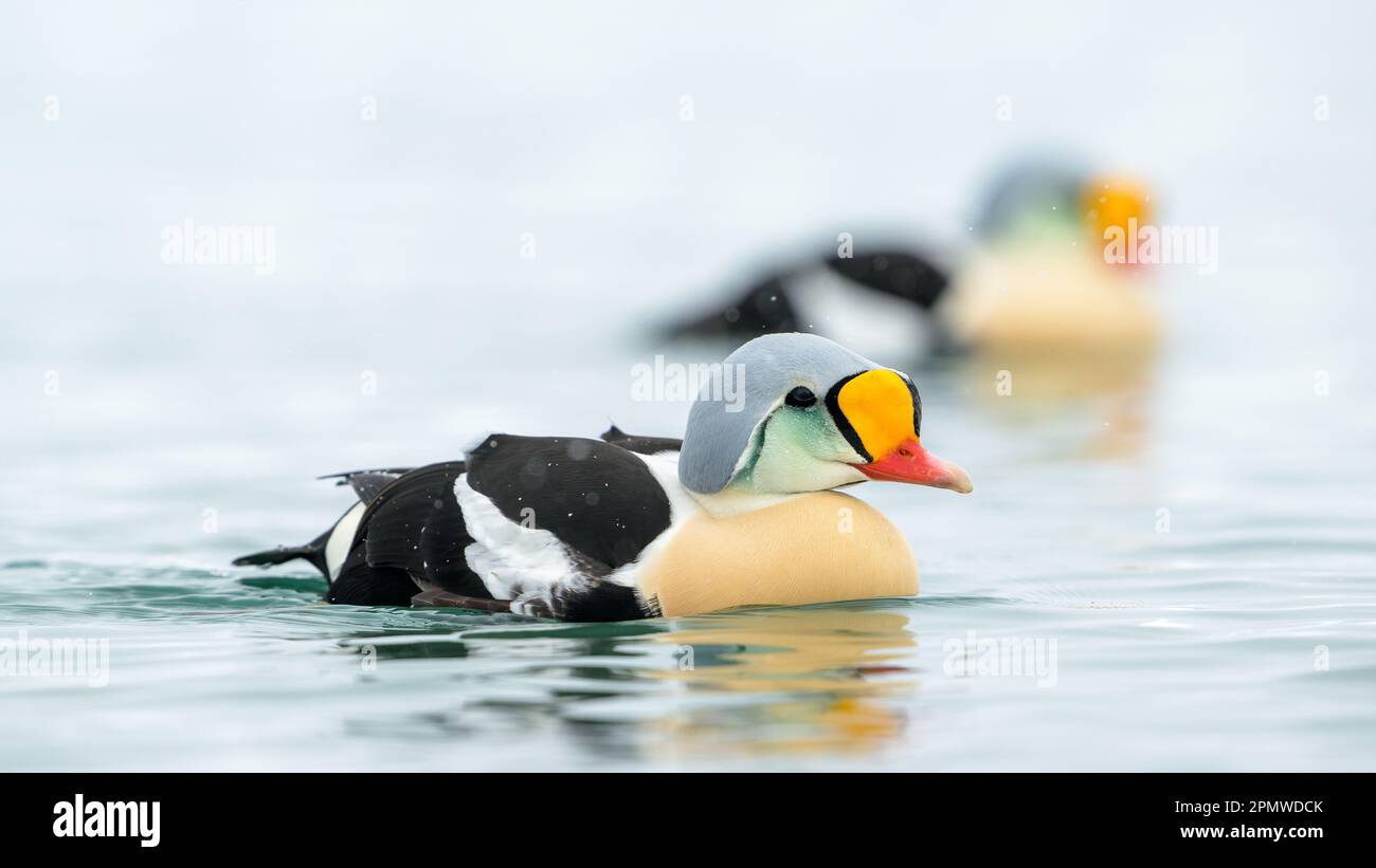 Colourful King eider (Somateria spectabilis) in snow Stock Photo - Alamy