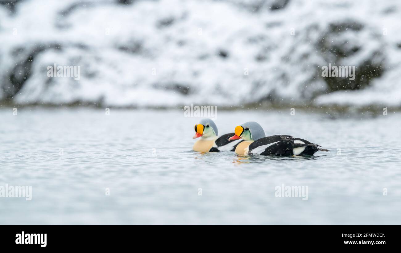 Colourful King eider (Somateria spectabilis) in snow Stock Photo - Alamy
