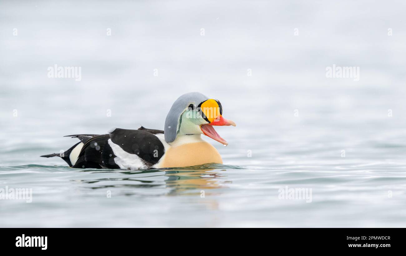 Colourful King eider (Somateria spectabilis) in snow Stock Photo - Alamy