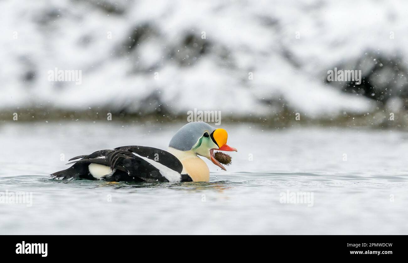 Colourful King eider (Somateria spectabilis) in snow Stock Photo - Alamy