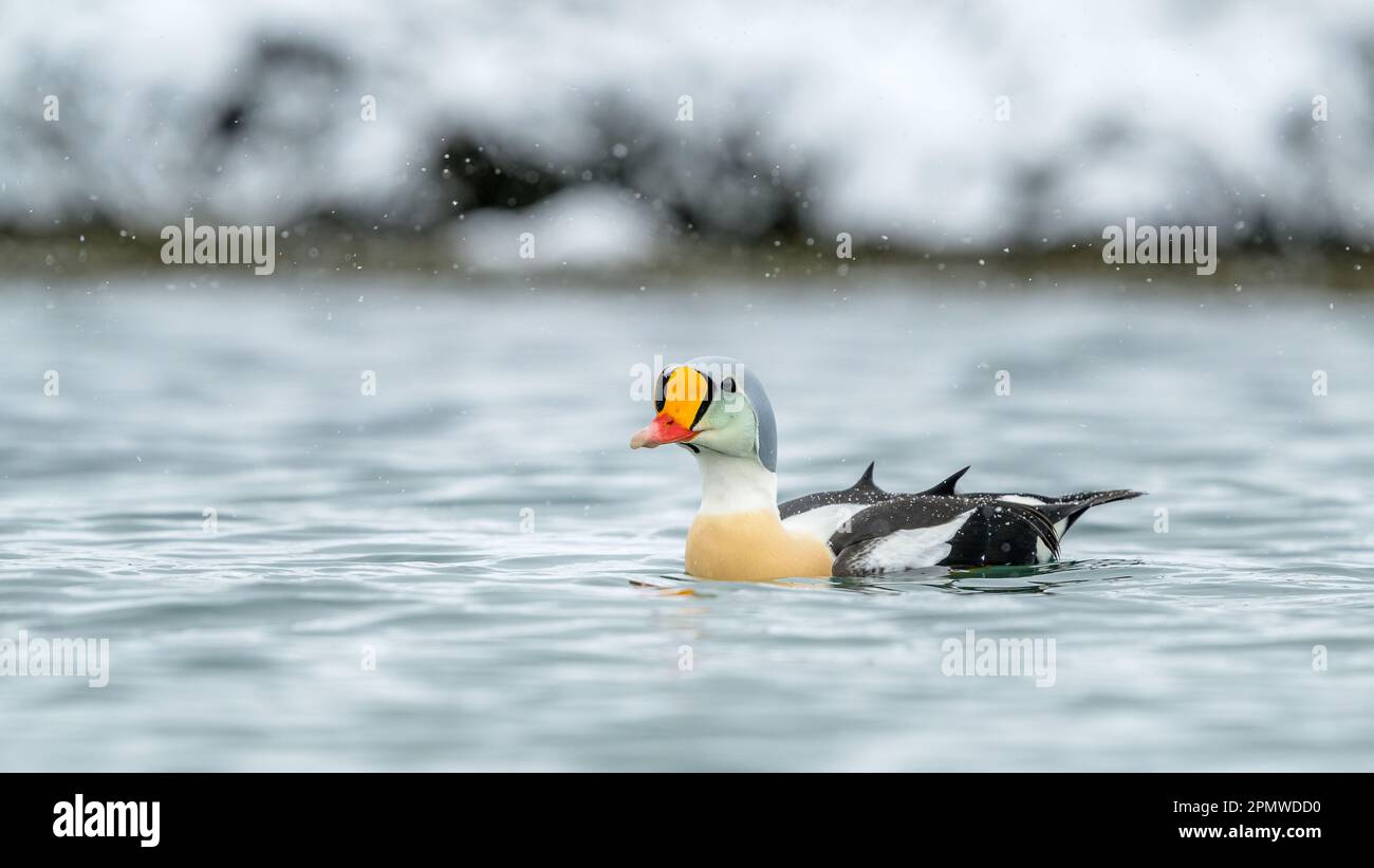 Colourful King eider (Somateria spectabilis) in snow Stock Photo - Alamy