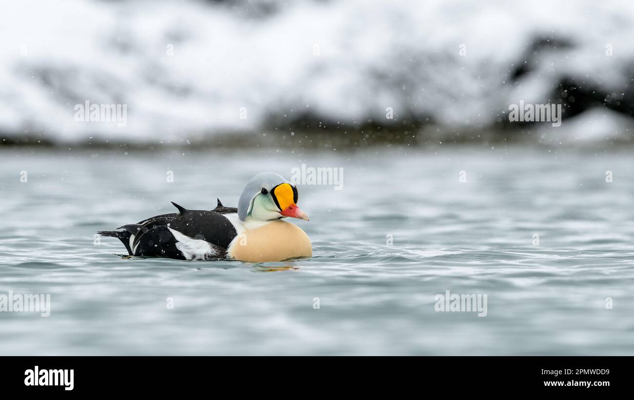 Colourful King eider (Somateria spectabilis) in snow Stock Photo - Alamy
