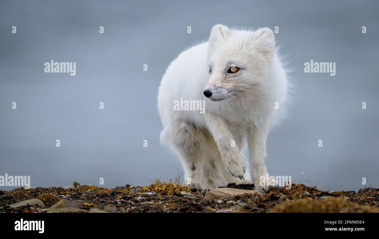 White furred arctic fox (vulpes lagopus) in snow in spring ...