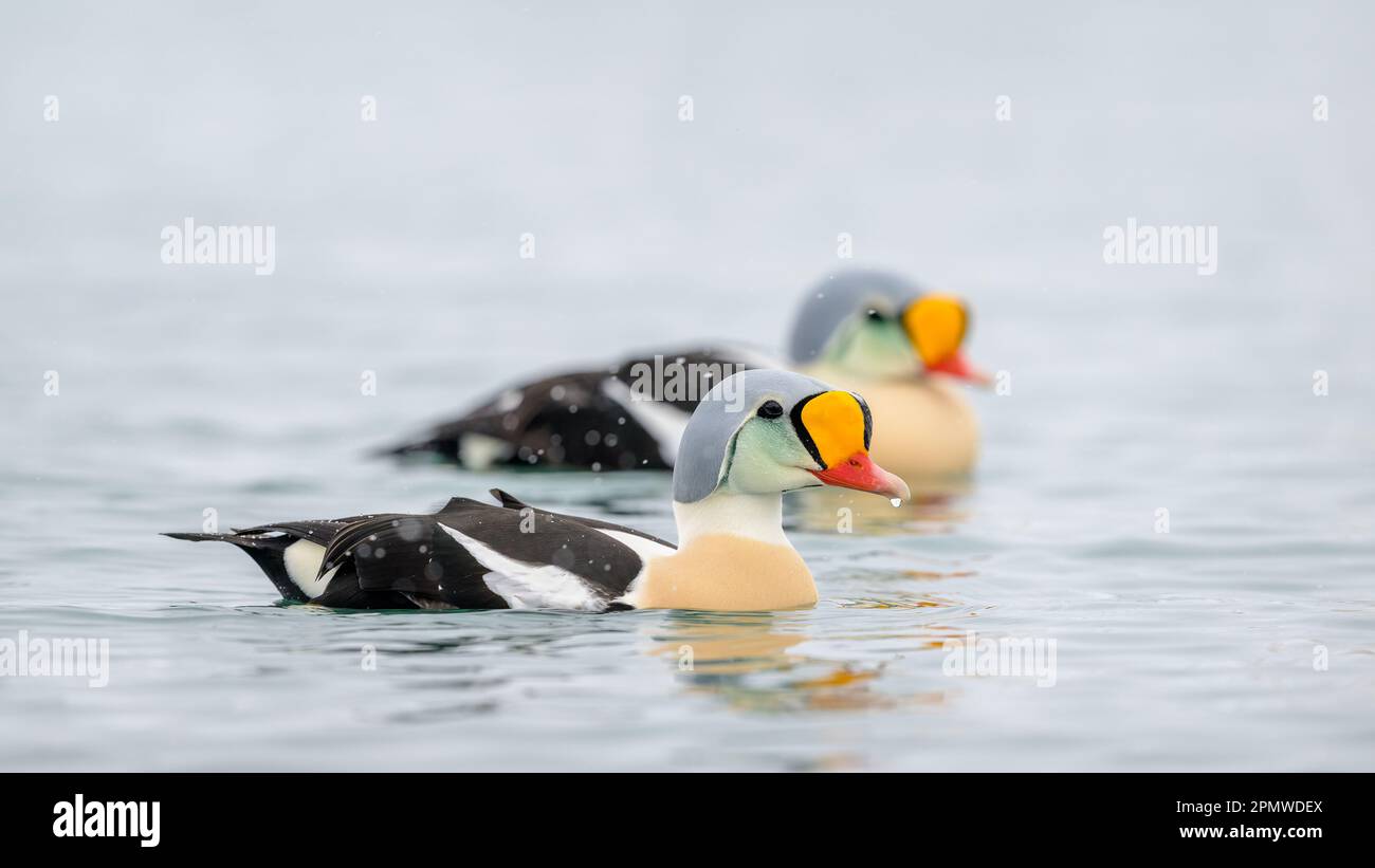 Colourful King eider (Somateria spectabilis) in snow Stock Photo - Alamy