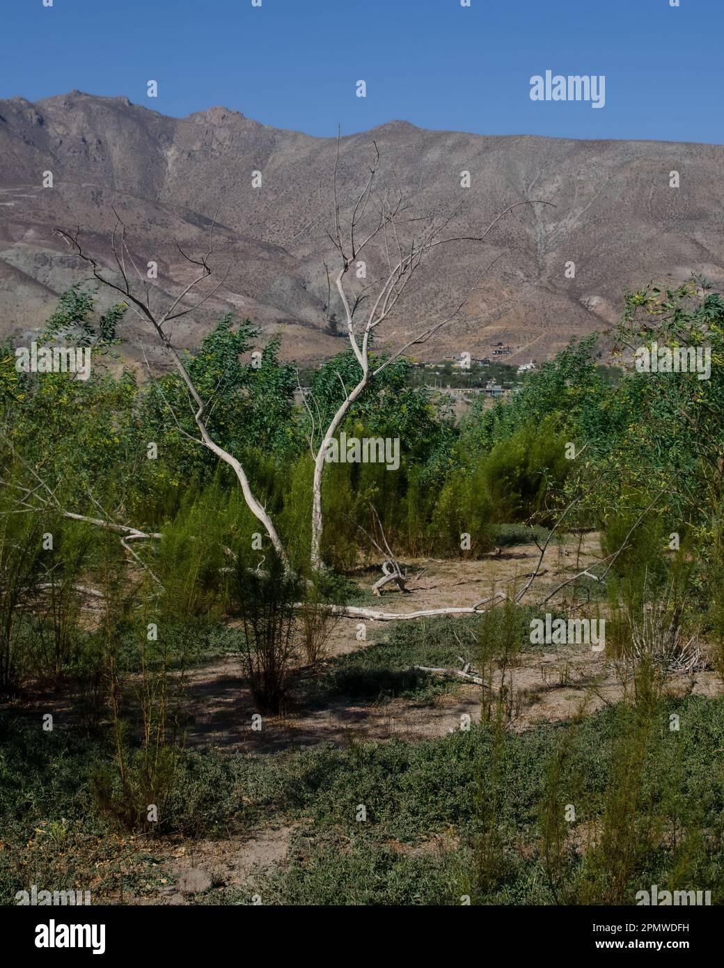 A view of green bushes and trees with distant mountains visible in the ...