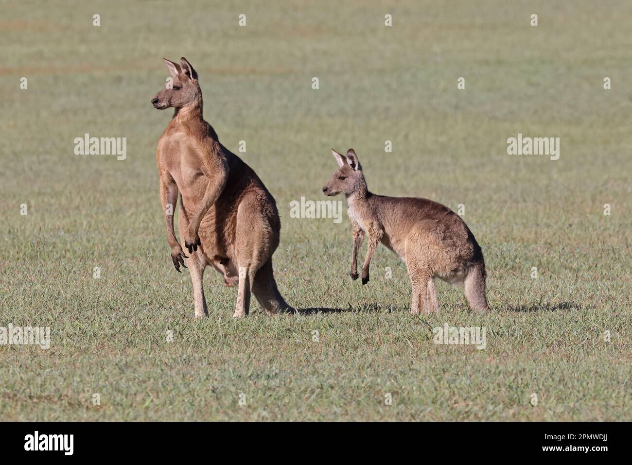 Eastern Grey Kangaroo (Macropus giganteus) adult female and juvenile ...