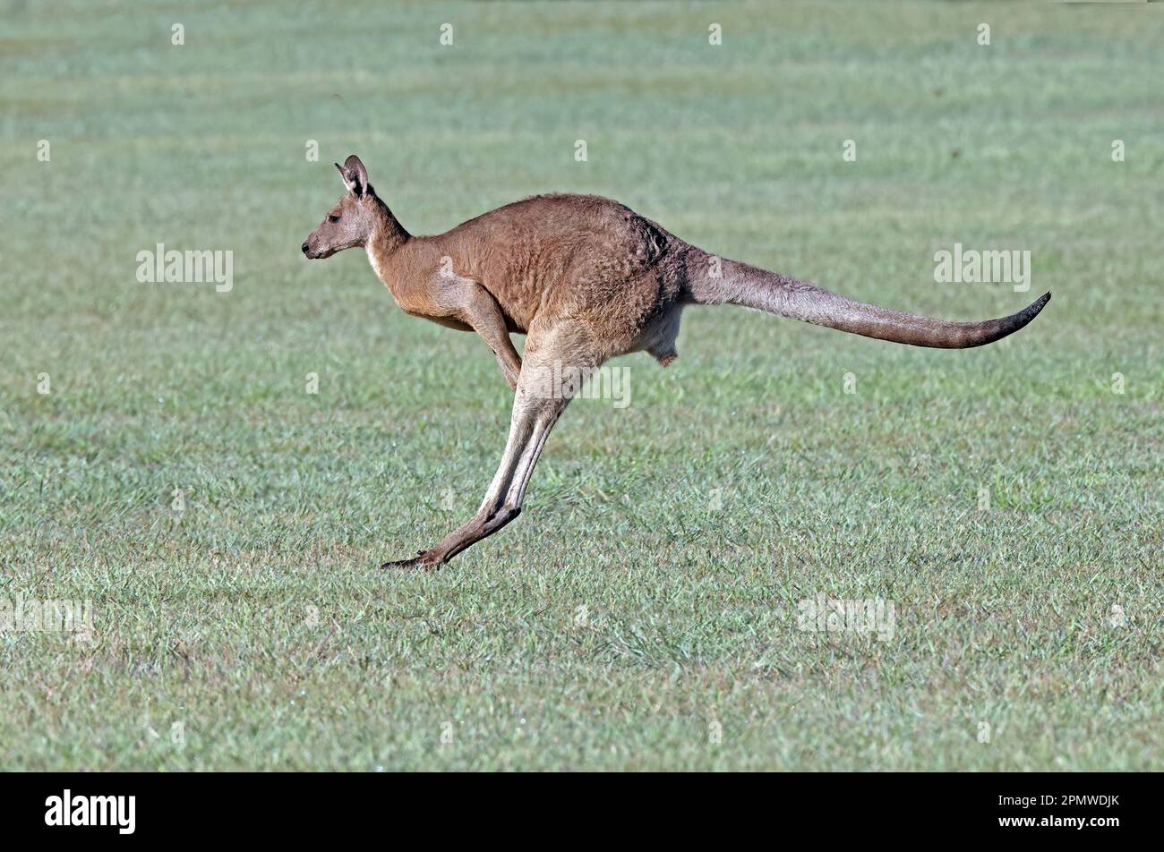 Eastern Grey Kangaroo (Macropus giganteus) adult female bounding over ...