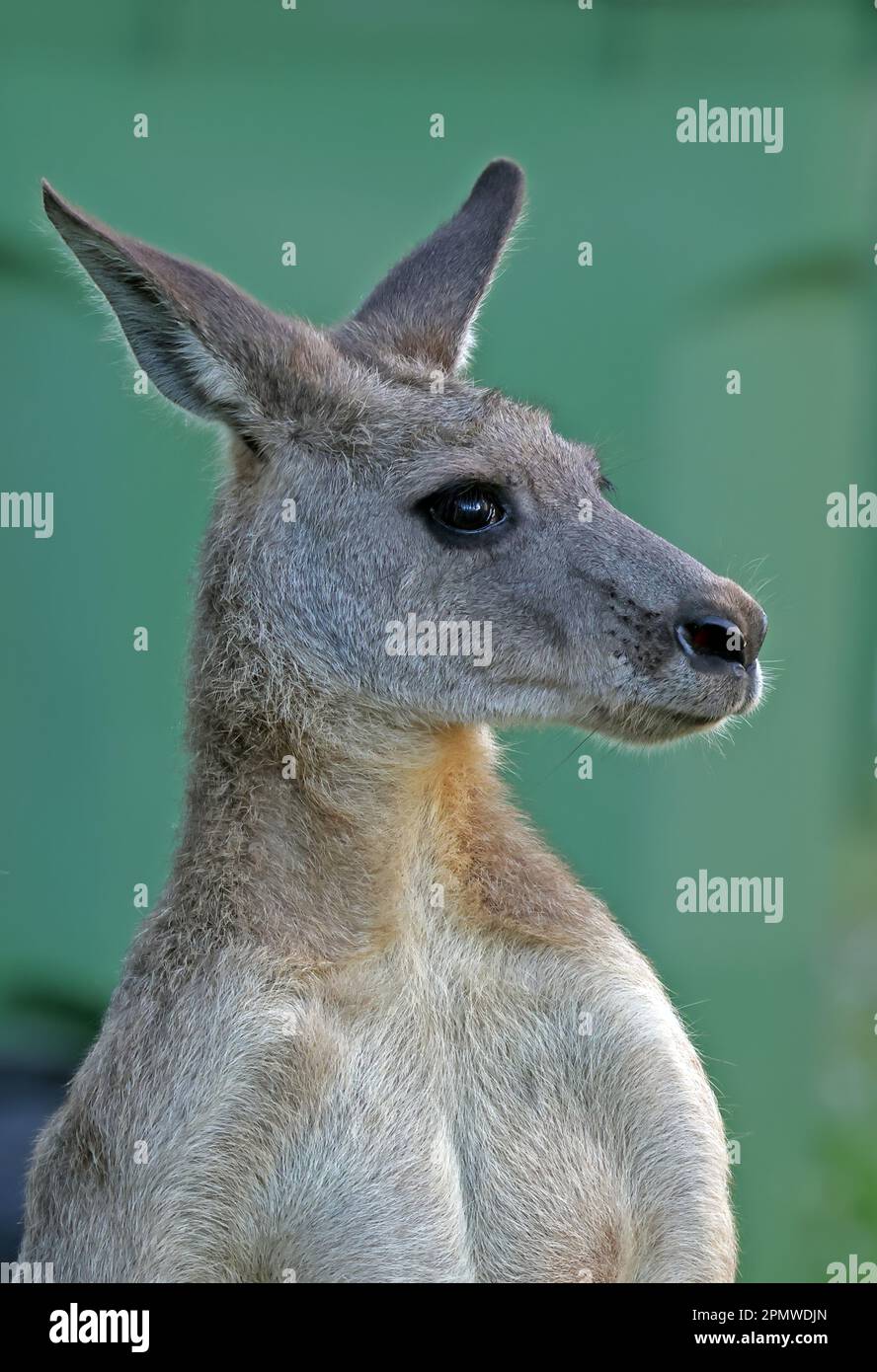 Eastern Grey Kangaroo (Macropus giganteus) close-up of adult head North ...