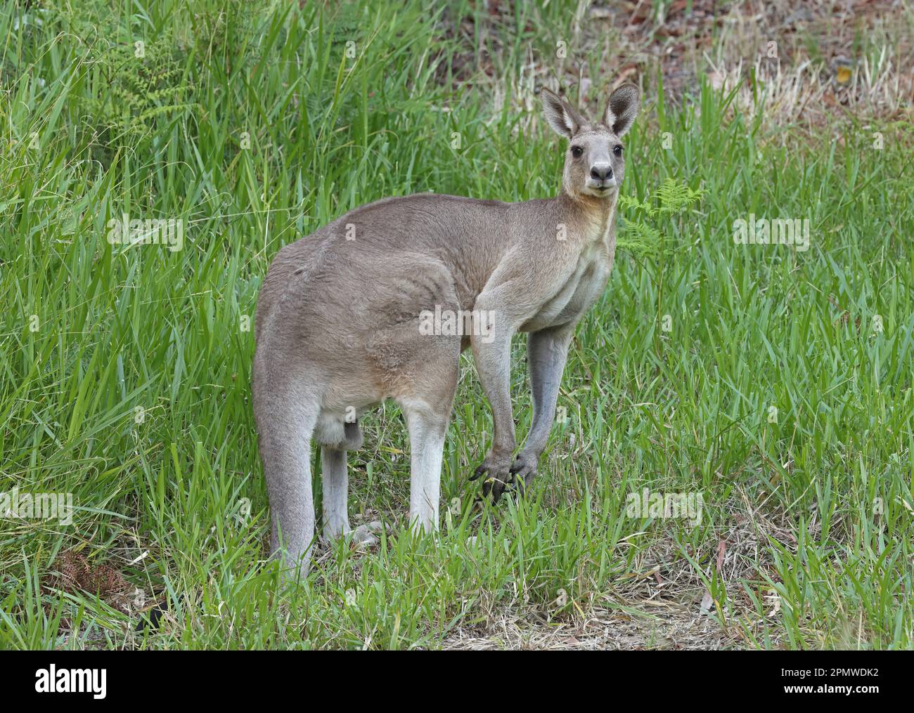 Eastern Grey Kangaroo (Macropus giganteus) adult male on grassy slope ...