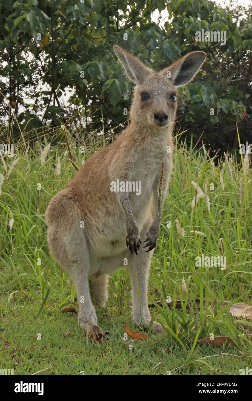 Eastern Grey Kangaroo (Macropus giganteus) joey standing on grassy bank ...