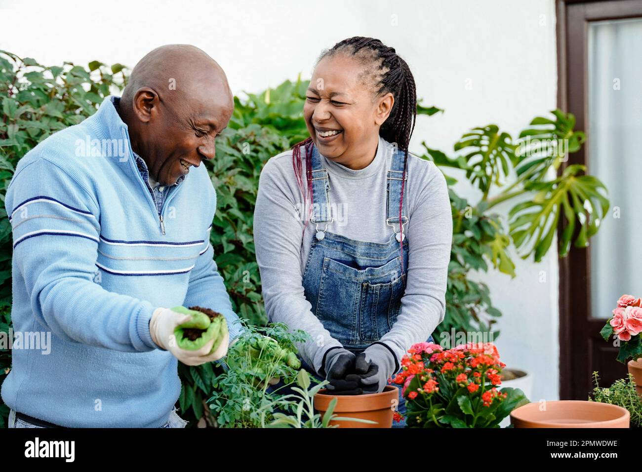 Happy farmer African senior couple gardening outdoor in home backyard ...