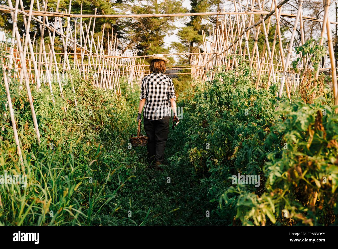 Agriculture farm: Farmer woman collecting tomato bio vegetables during ...