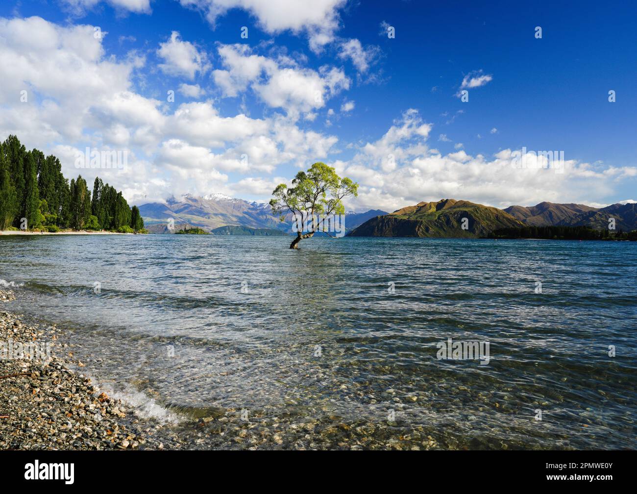 Lone Tree in Lake Wanaka, on the South Island in New Zealand Otago, The ...