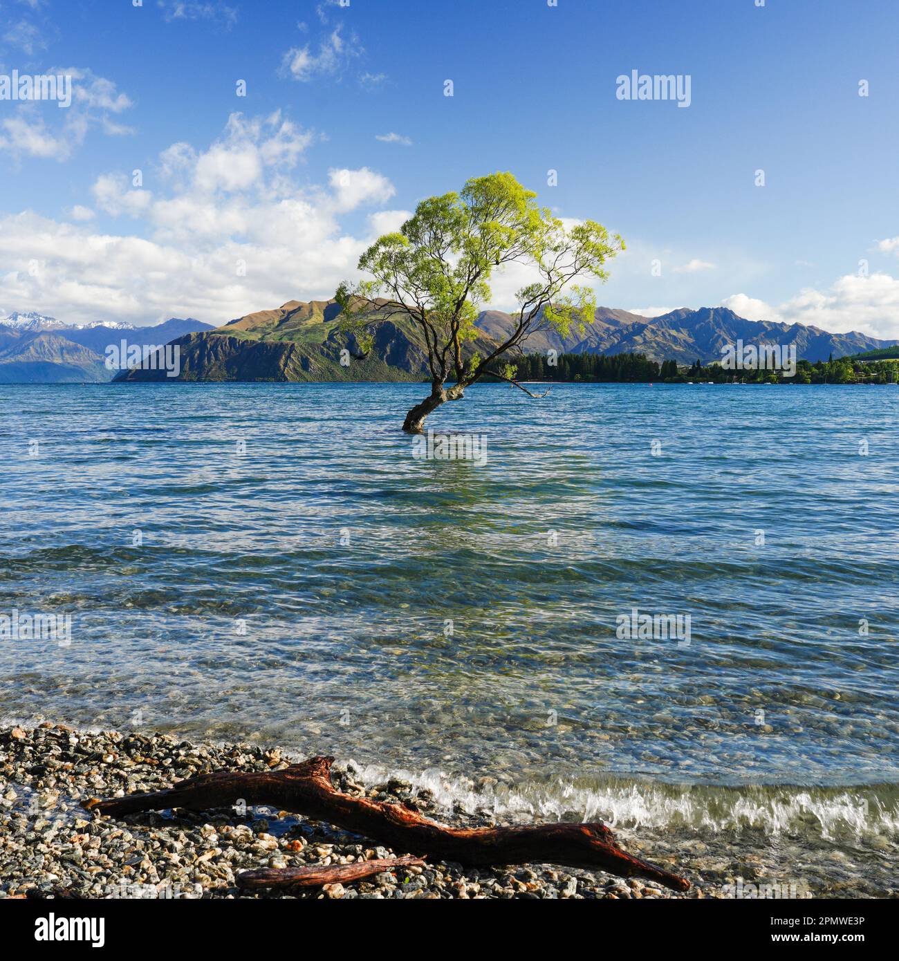 Lone Tree in Lake Wanaka, on the South Island in New Zealand Otago, The ...
