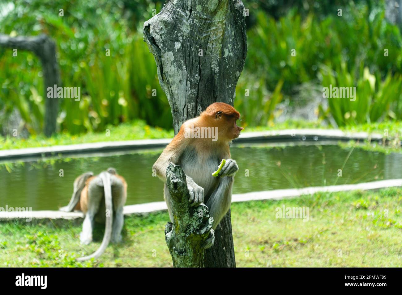 Proboscis monkeys in the reserve.Borneo. Labuk bay, Malaysia Stock ...