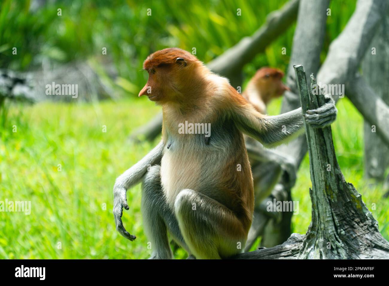 Proboscis monkey in natural habitat in the tropics. Borneo. Labuk bay ...