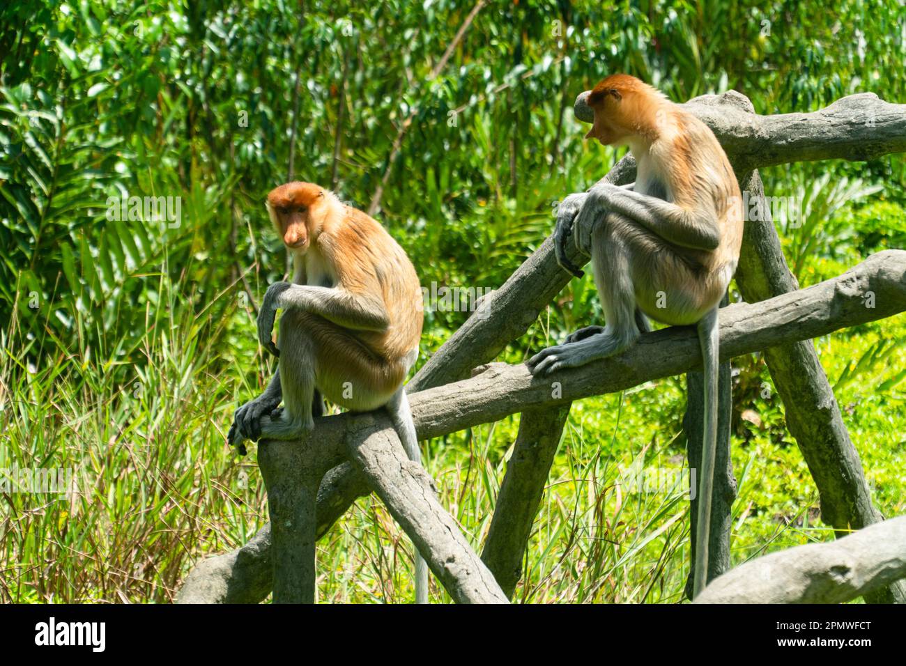Proboscis monkey or Nasalis larvatus, in the rainforest of island ...