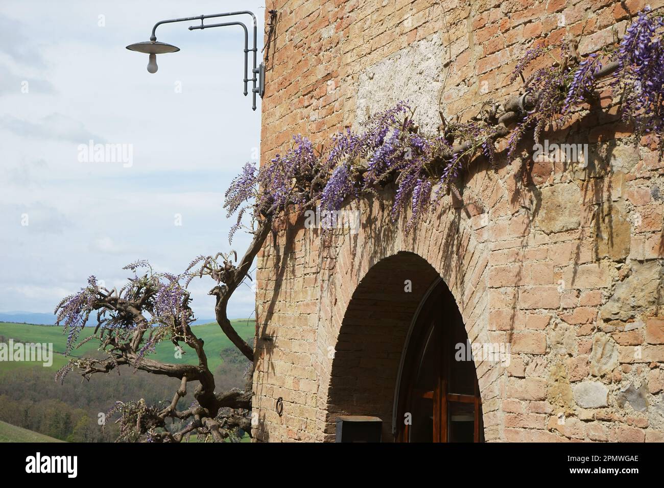 Glicine sinensis glicine sinensis hi-res stock photography and images ...