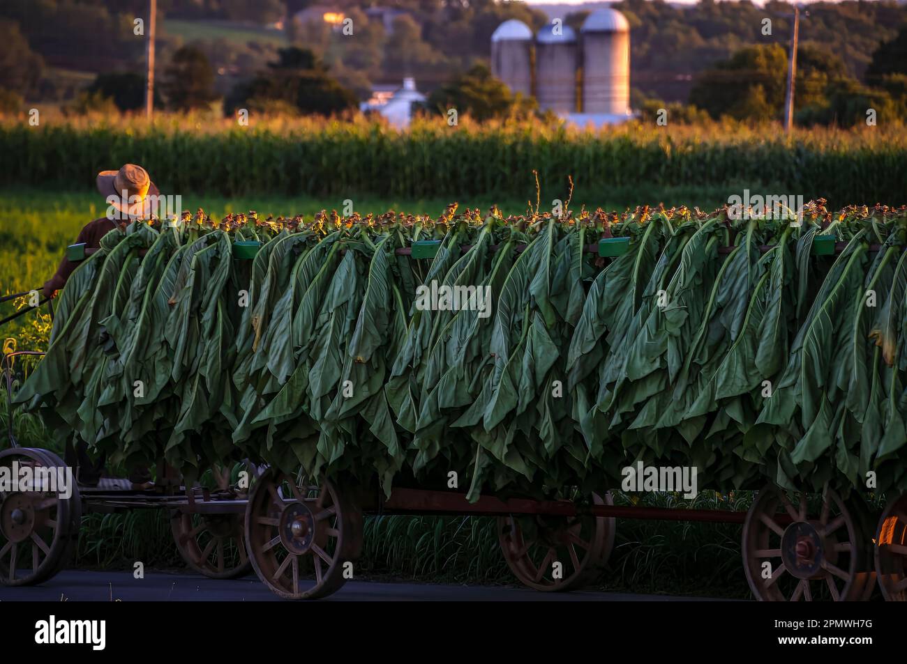 A View of an Amish Man Putting Harvested Tobacco on a Wagon to Bring To ...