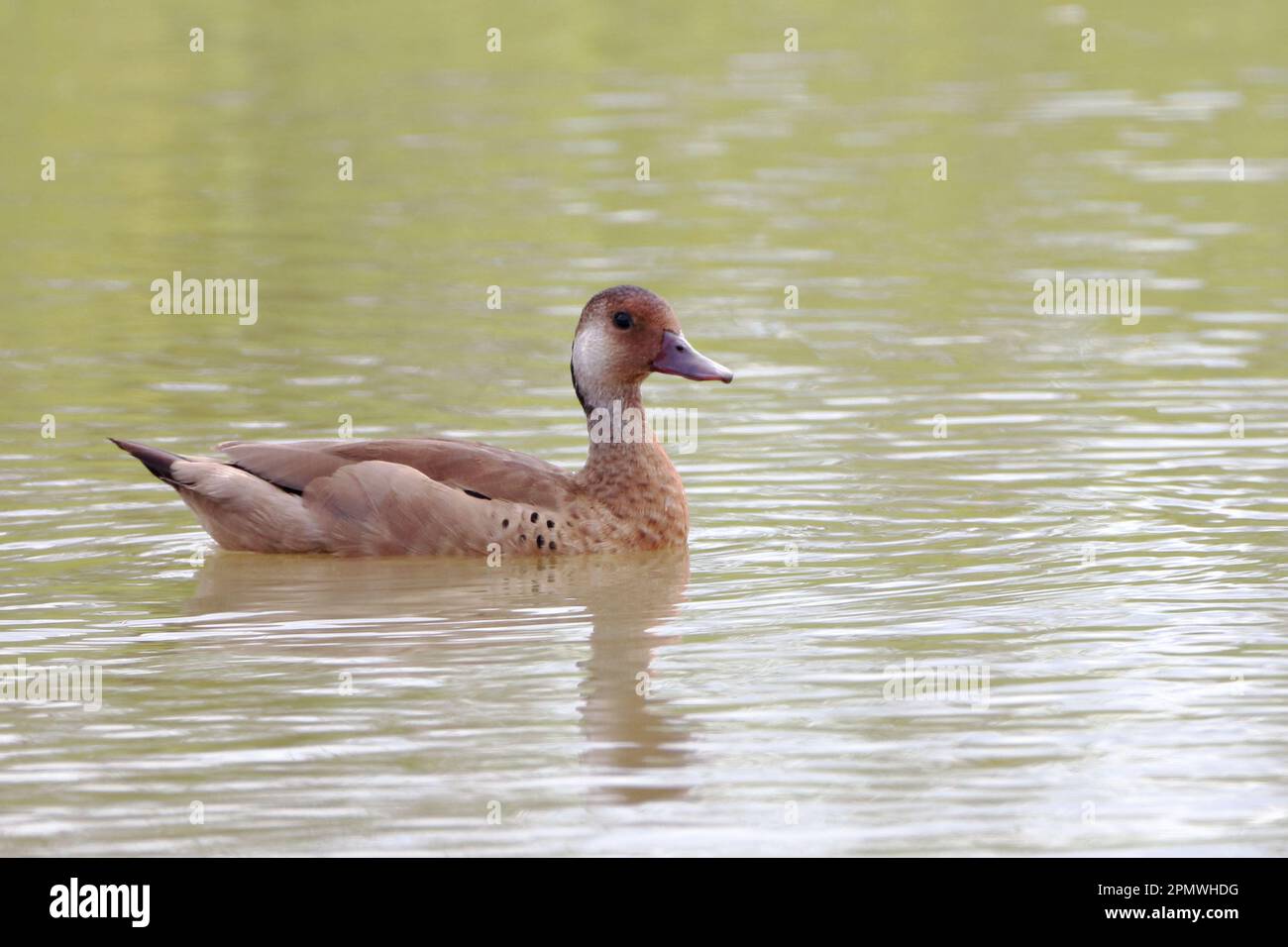 Female Brazilian Teal (Amazonetta brasiliensis) swimming in a pond ...