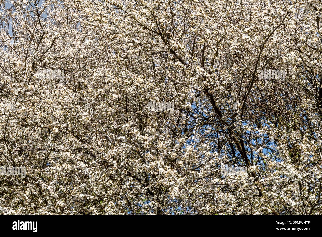 Blackthorn blossom in the early spring sunshine Stock Photo - Alamy