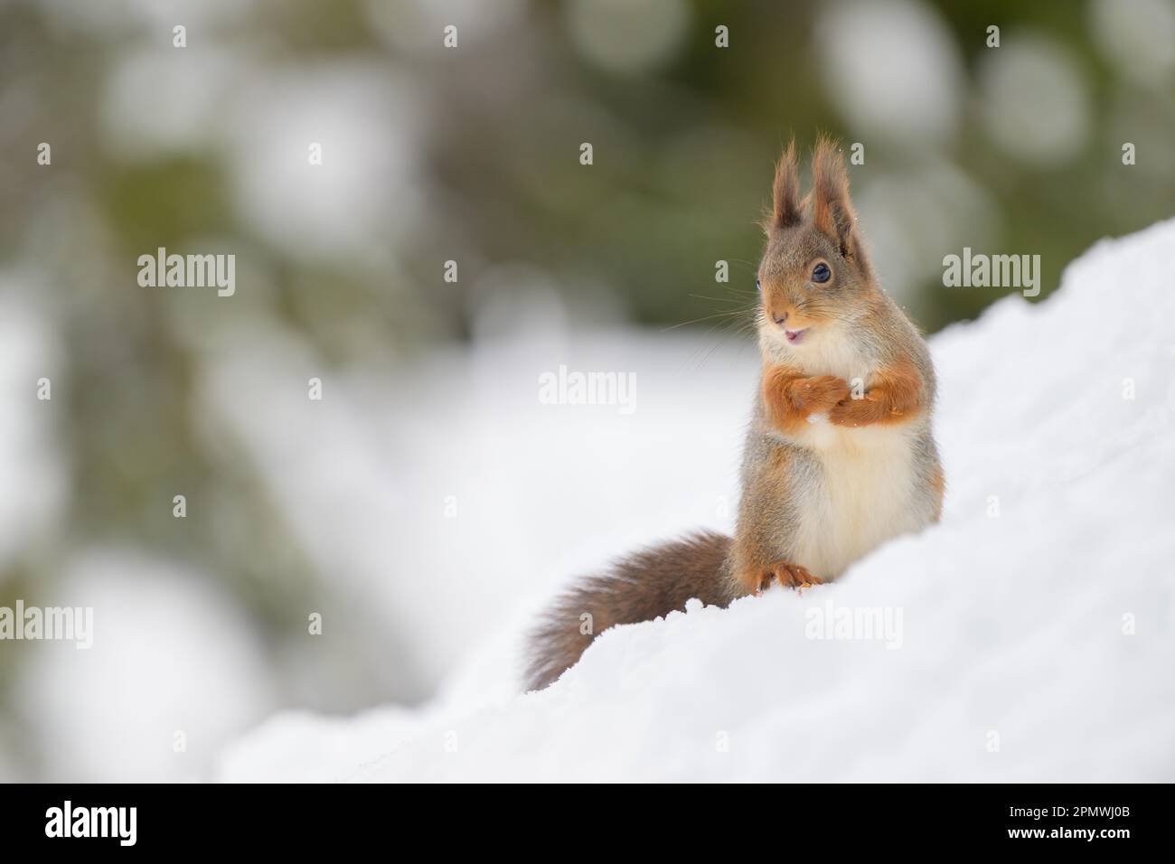 Cute Norwegian Red squirrel (Sciurus vulgaris) in snow Stock Photo - Alamy