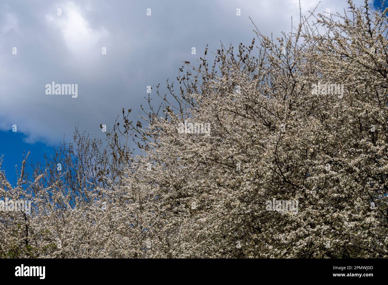 Blackthorn blossom in the early spring sunshine Stock Photo - Alamy