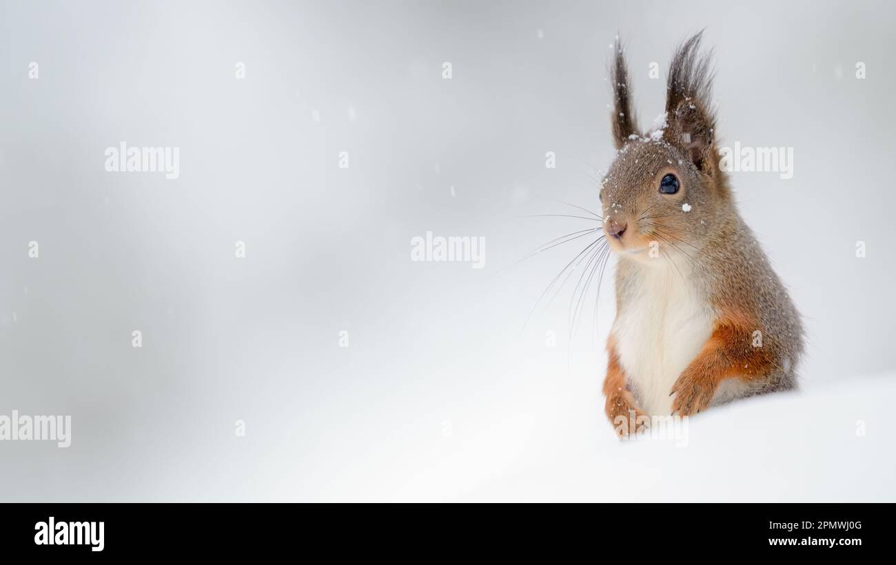 Cute Norwegian Red squirrel (Sciurus vulgaris) in snow Stock Photo - Alamy