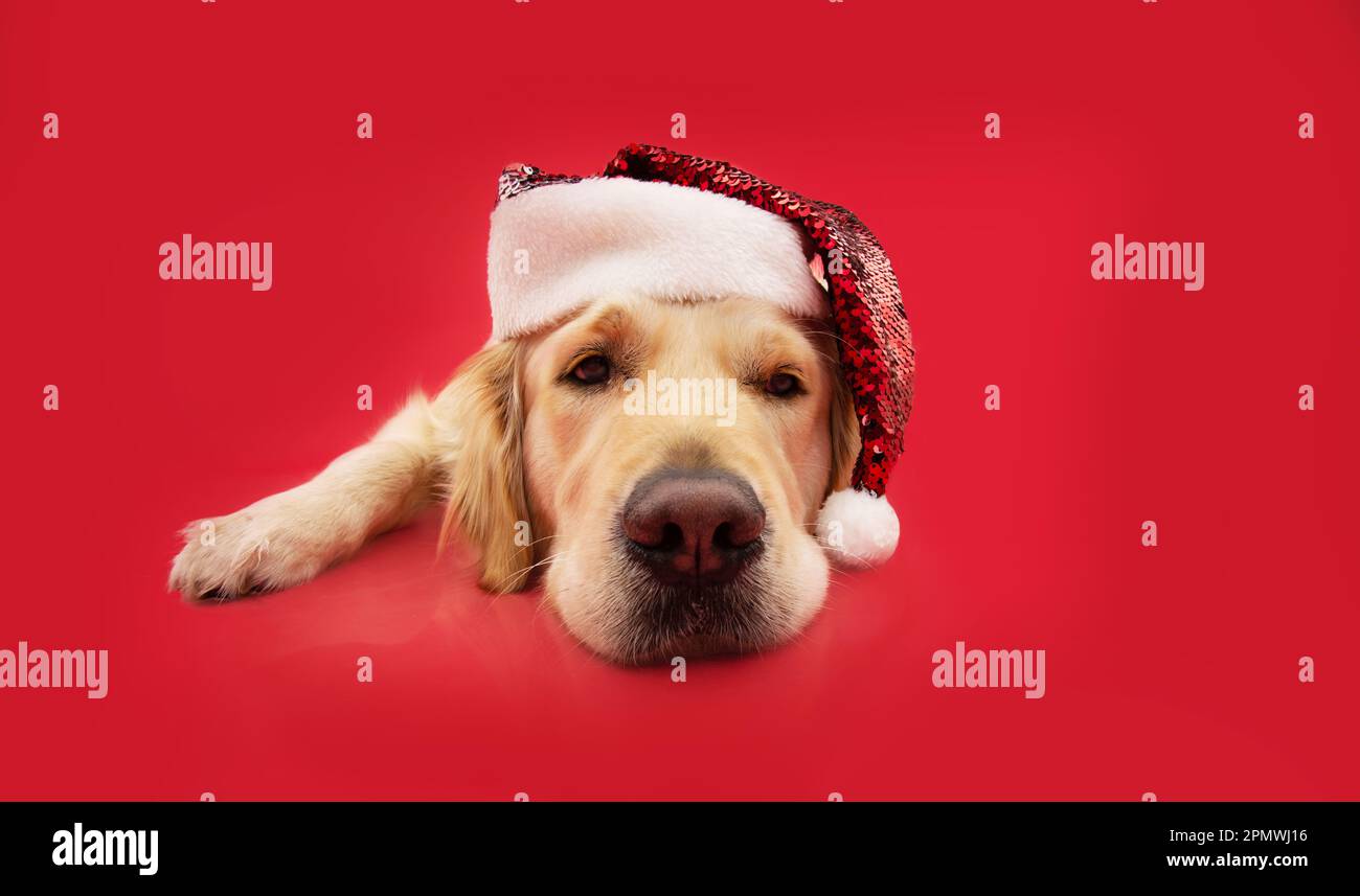 Golden retriever santa hat dog hi-res stock photography and images - Alamy