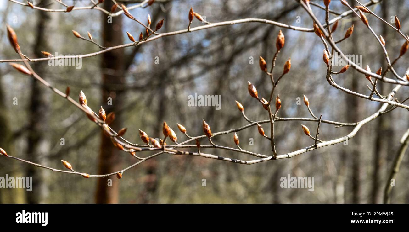 Beech leaf buds emerging in the early spring Stock Photo - Alamy